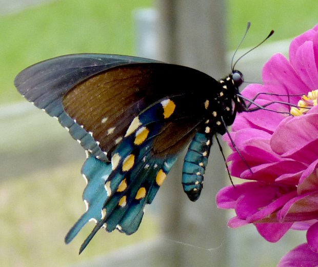 Distinguishing Swallowtail Butterflies | Little Wild Streak