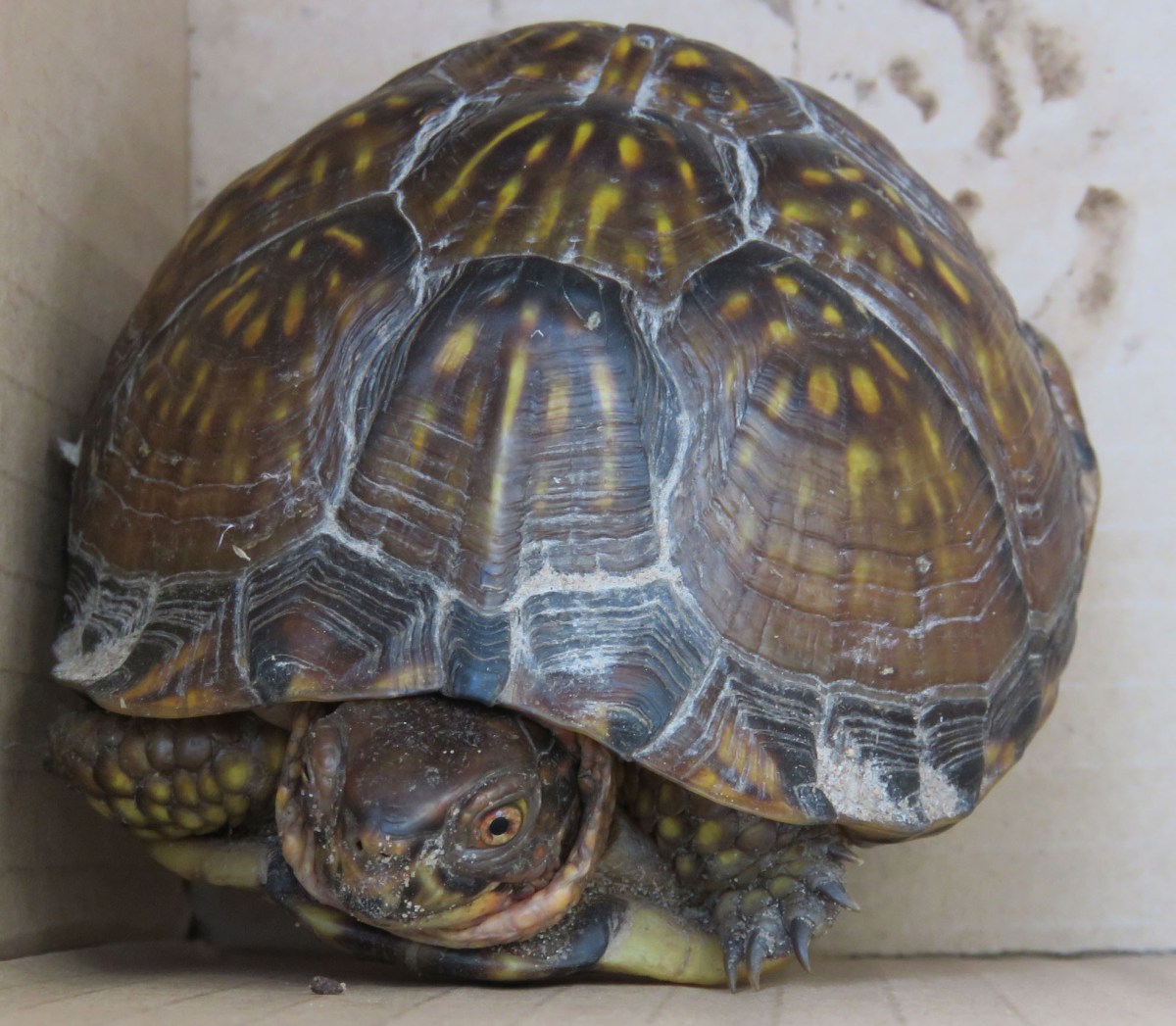 Ornate Box Turtle | Little Wild Streak
