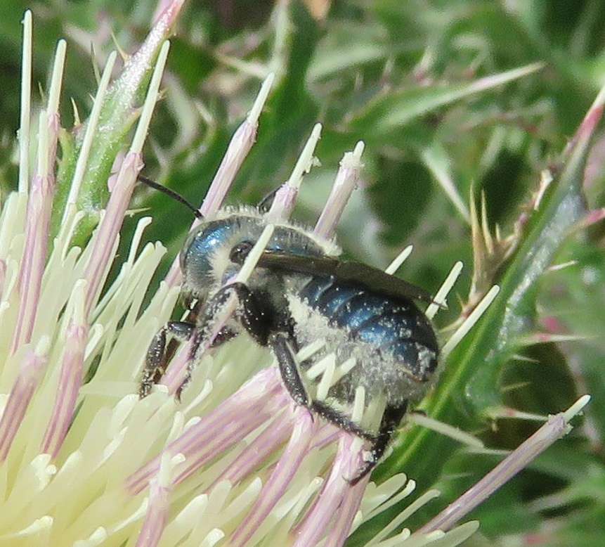 Host and Guests — Yellow Thistle | Little Wild Streak