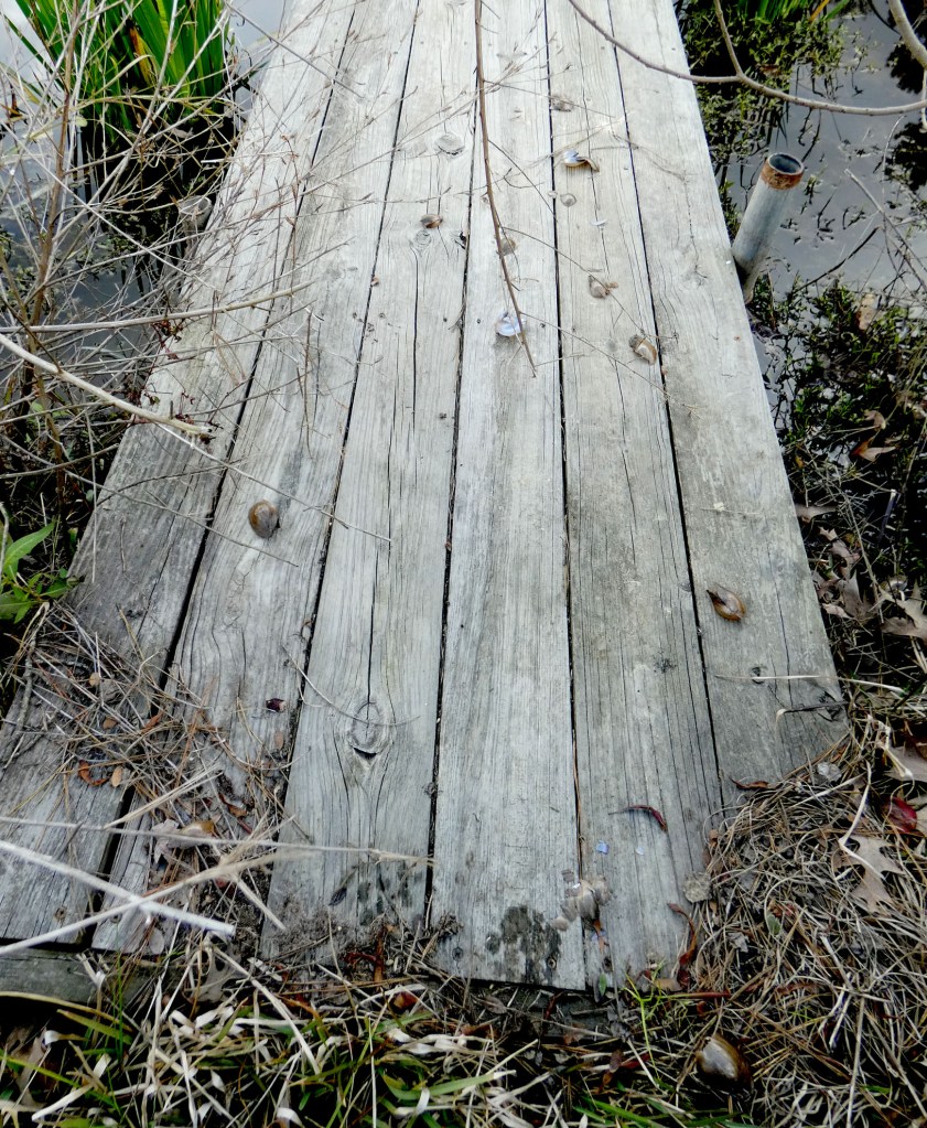 Who Left THAT There? | Little Wild Streak