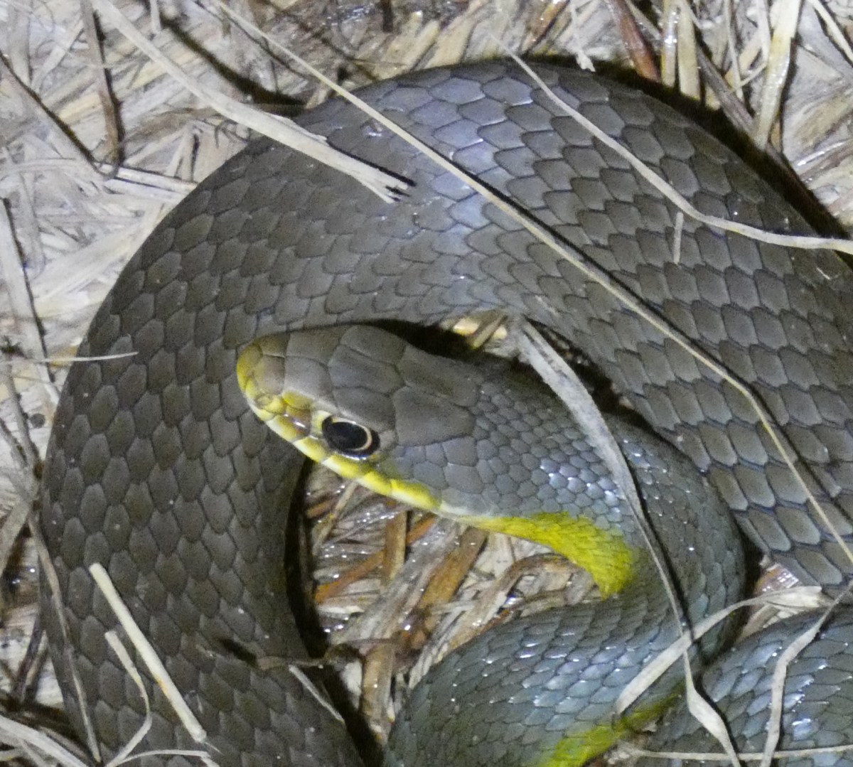 Eastern Yellow-bellied Racer | Little Wild Streak