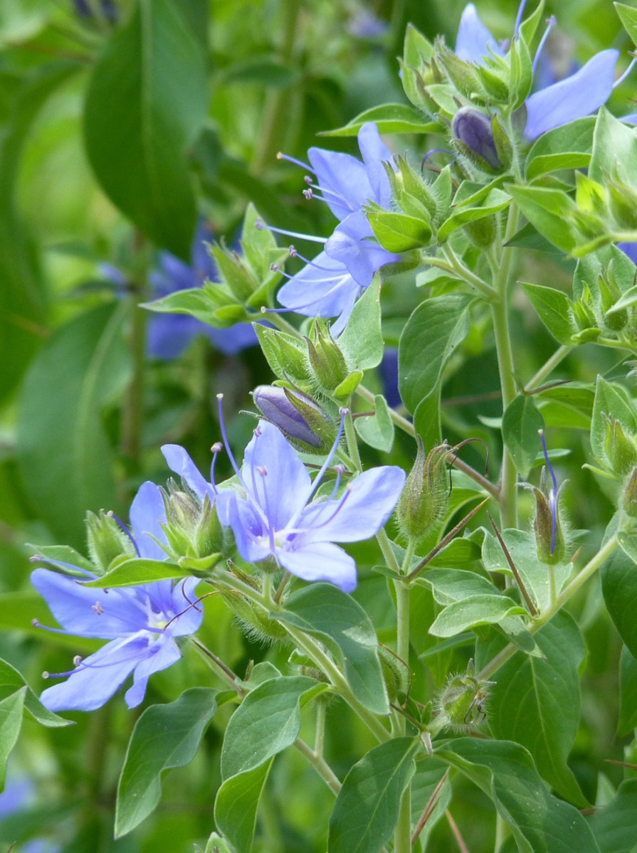 Nature Photo Challenge #21: Water Plants | Little Wild Streak