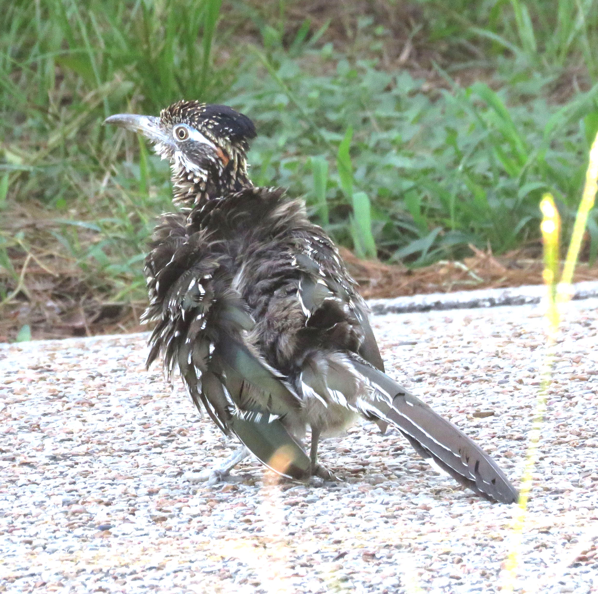 Greater Roadrunner: Bird of the Week | Little Wild Streak