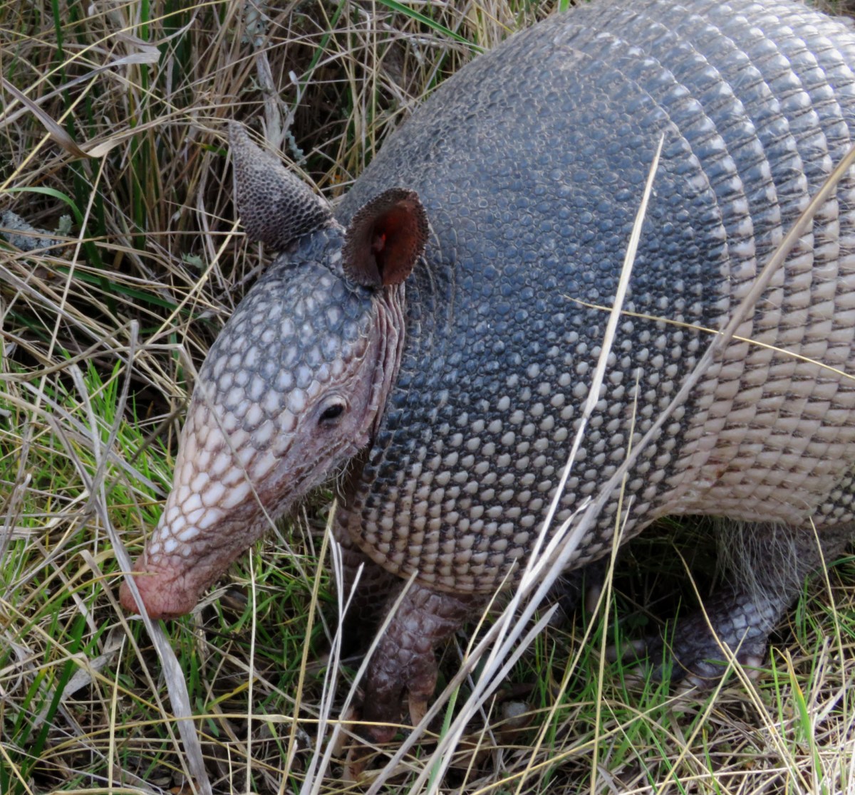 Native Wild Animals of Texas | Little Wild Streak