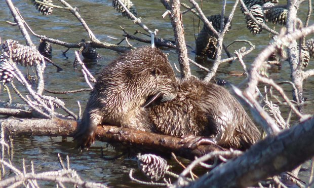 Native Wild Animals of Texas | Little Wild Streak